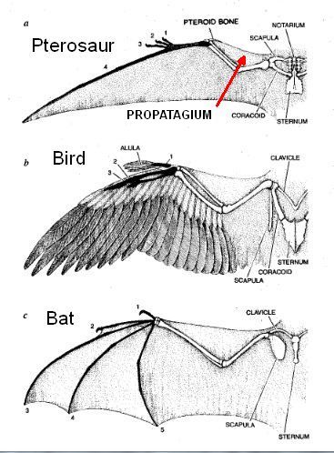 Pterodactyl Anatomy